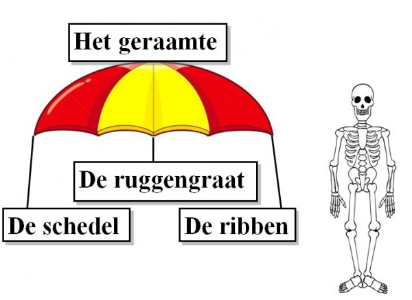 Geraamte - woorden.wiki.kennisnet.nl