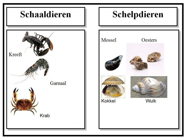Schaaldieren - woorden.wiki.kennisnet.nl