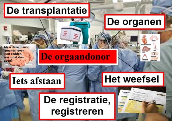 Organen - woorden.wiki.kennisnet.nl