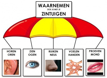 Zintuigen - woorden.wiki.kennisnet.nl