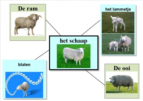 Schaap - woorden.wiki.kennisnet.nl