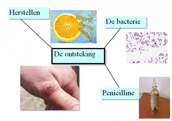 Bacterie - woorden.wiki.kennisnet.nl