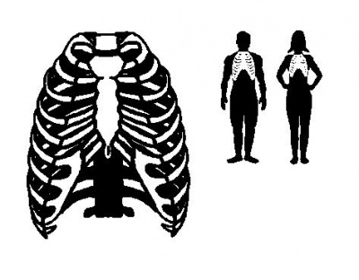 Bot - woorden.wiki.kennisnet.nl