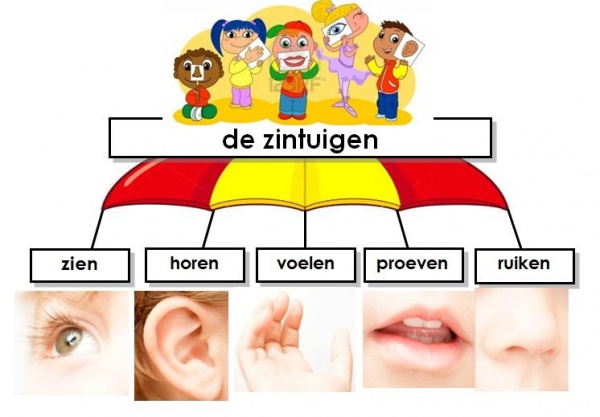 Zintuigen - woorden.wiki.kennisnet.nl